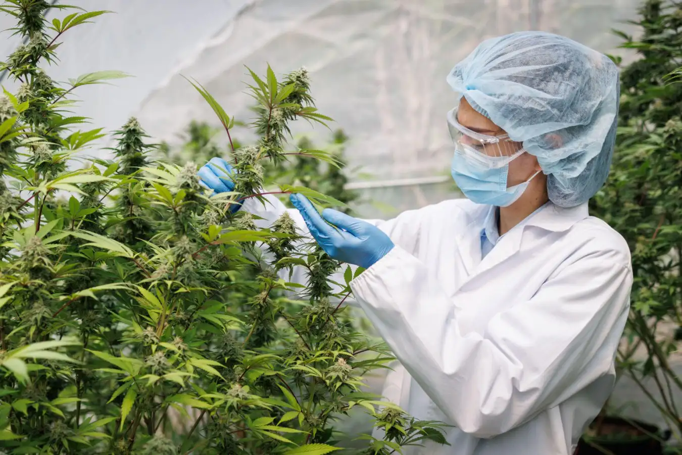 2020 Hemp 1% THC Petition: Advocates Urge Congress