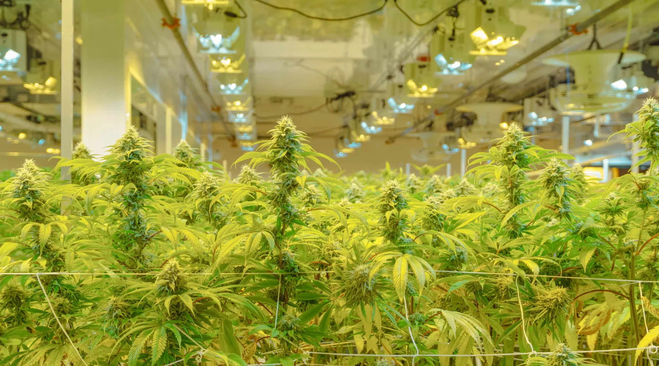 Hemp In India 2014 | The Year Hemp Finally Spoke Up